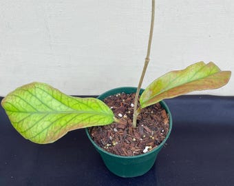 Hoya Heuschkeliana Variegated in 4.5”pot - Rare Hoya - Wax Plant ...