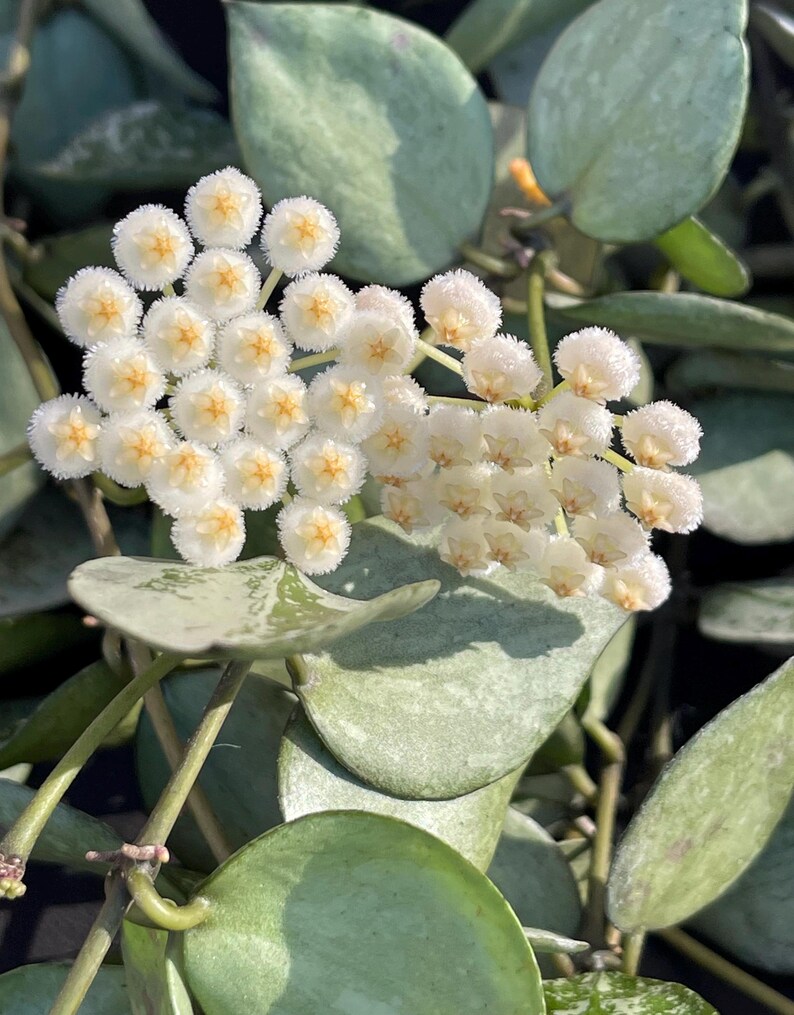 Hoya Krohniana Super Splash in 6pot-w/many Active Peduncles-longest ...
