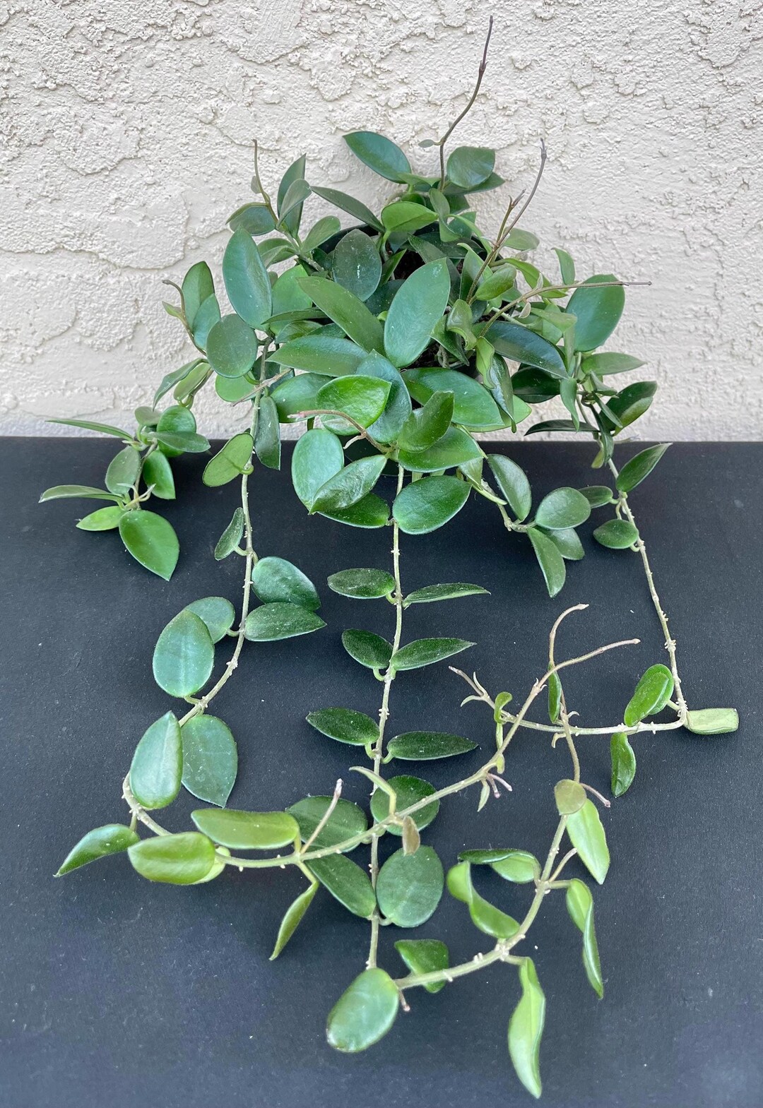 Hoya Chouke Fuzzy Leaves in 4.5pot Rare Hoya Wax Plant Attractive ...