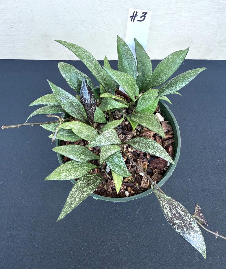 Hoya Parviflora Splash in 4.5”pots - Rare Hoya - Wax Plant - Attractive ...