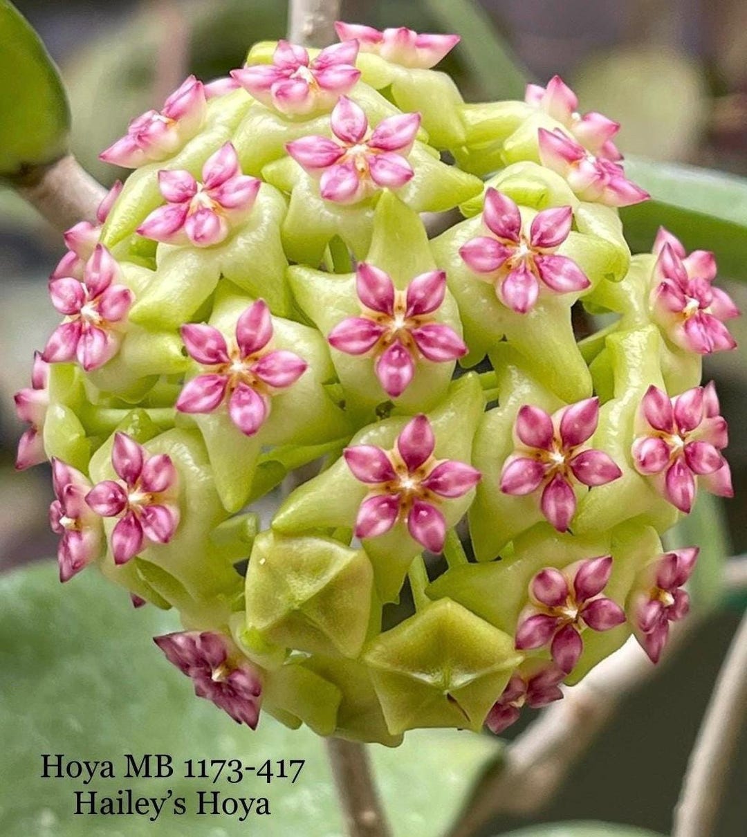 Hoya Cotton Candy ”MB 1173-417” in 4.5”pots - Rare Hoya-wax Plant ...