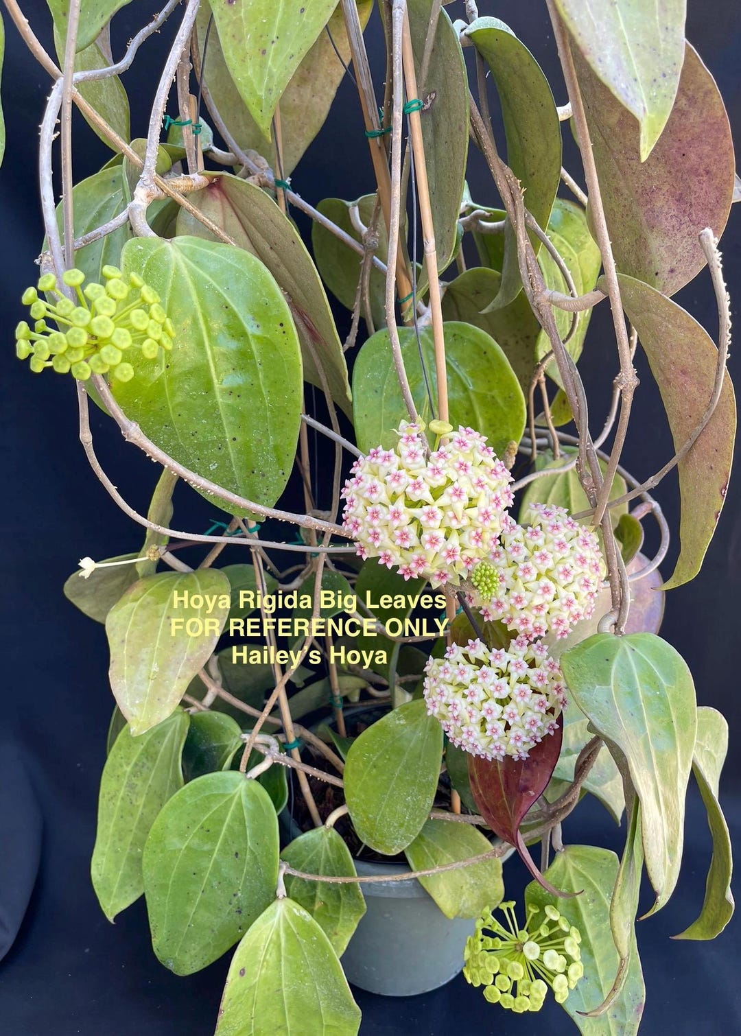 Hoya Rigida Big Leaves in 4.5”pot - Rare Hoya - Wax Plant - Exact Plant ...