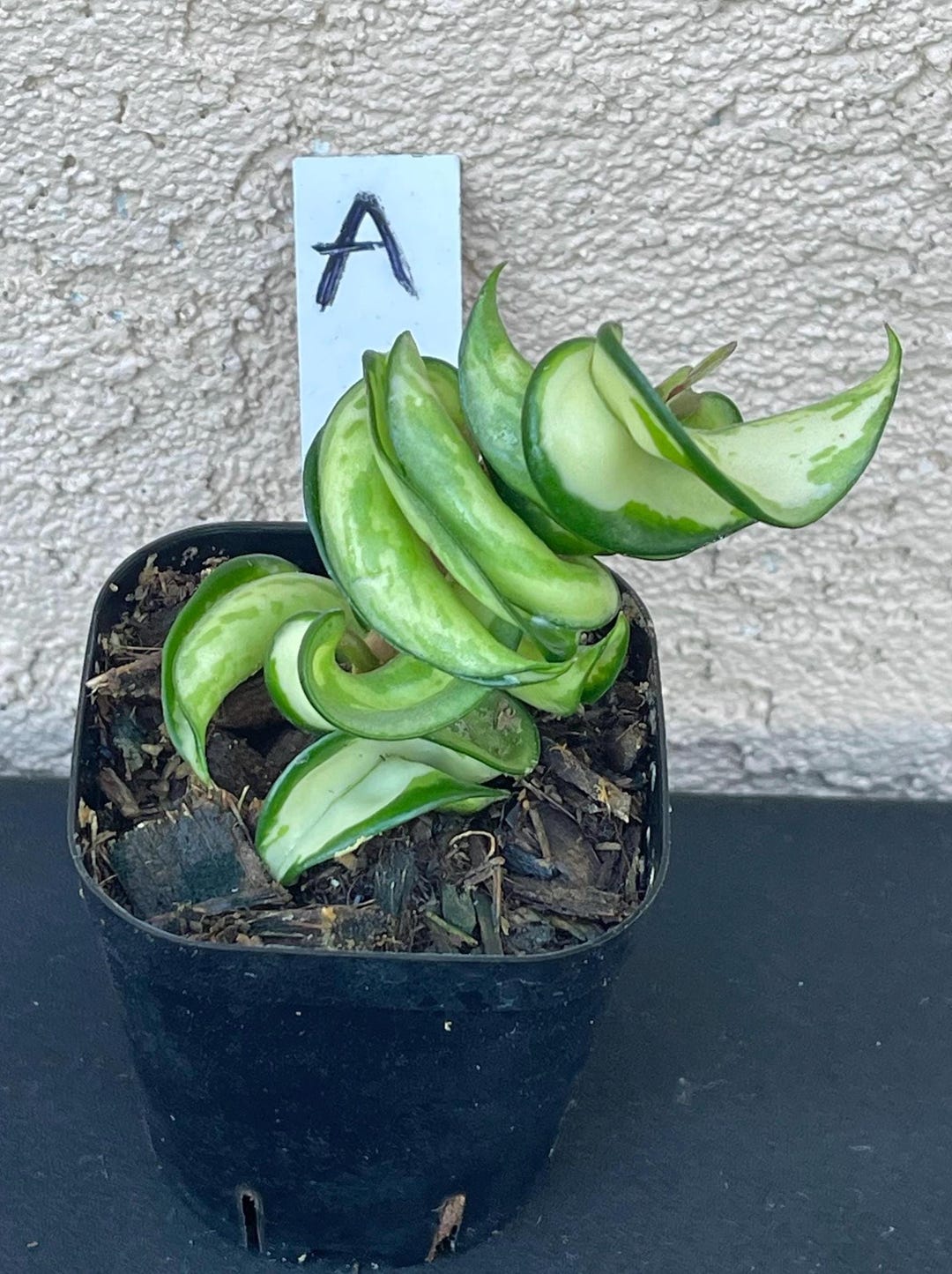 Hoya Compacta Variegated “mauna Loa” in 3”pots - Rare Hoya - Wax Plant ...