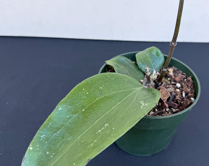 Rare Hoya Sp. 22 Khao Yai in 4.5”pot - Wax Plant - Exact Plant ...