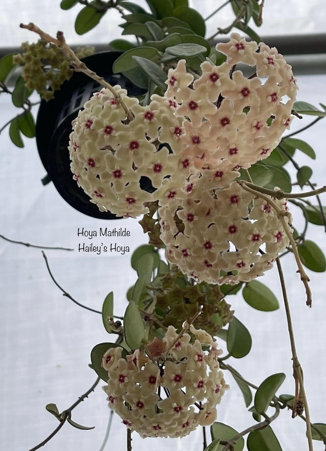 Hoya Mathilde in 3”pots W/a Peduncle - Rare Hoya - Wax Plant ...