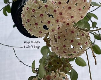 Hoya Mathilde in 6”pot, W/12+ Peduncles - Rare Hoya - Wax Plant ...