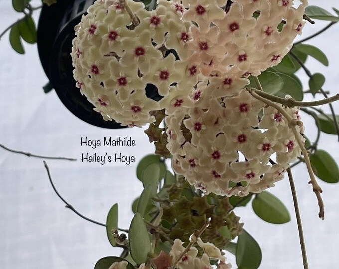 Hoya Mathilde in 3”pots W/a Peduncle - Rare Hoya - Wax Plant ...