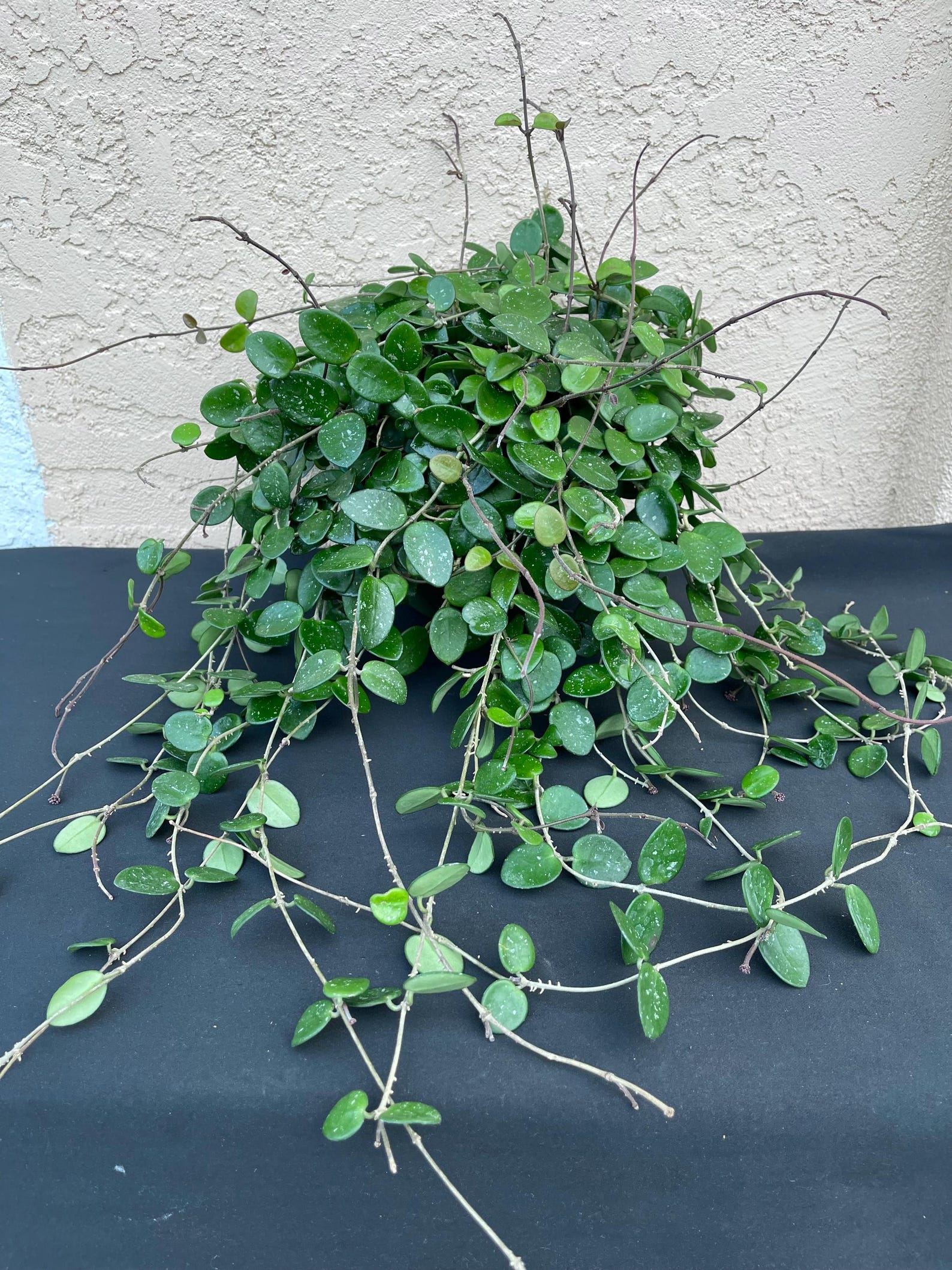 Hoya Mathilde in 8”pot, W/20+ Peduncles - Rare Hoya - Wax Plant ...