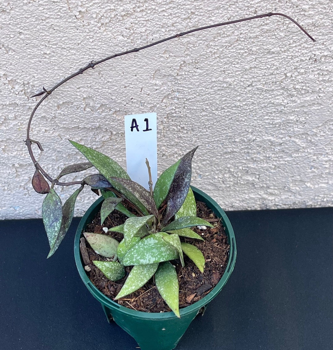 Hoya Parviflora Splash in 4pots Rare Hoya Wax Plant Attractive Foliage ...