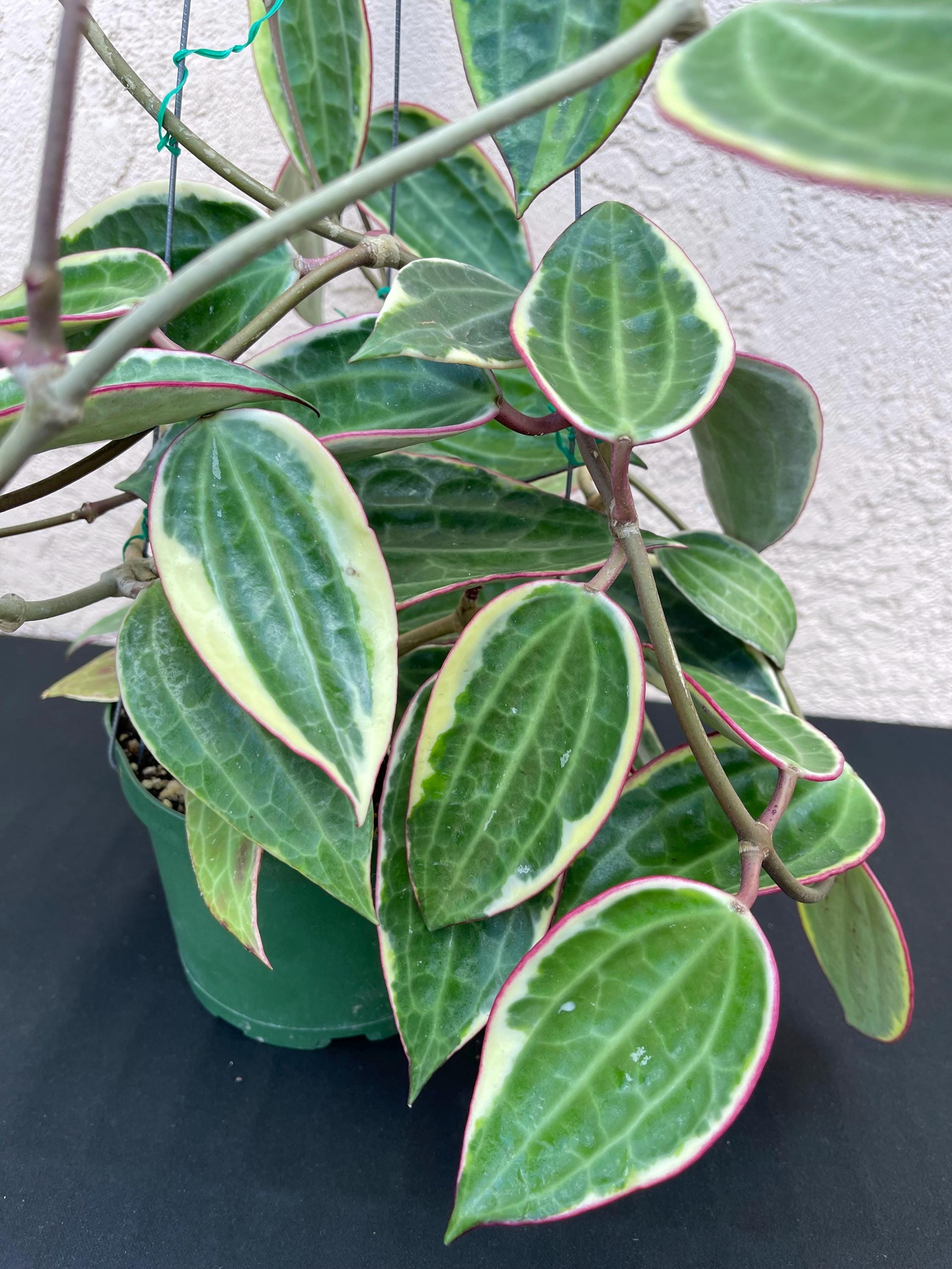 Hoya Macrophylla Variegated in 6pot Rare Hoya Wax Plant Veined ...