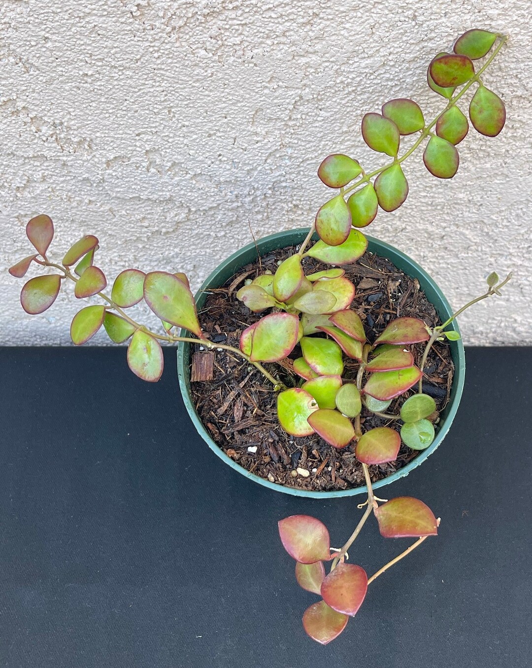 Hoya Panchoi in 4.5pot Rare Hoya Wax Plant Attractive Foliage Beautiful ...
