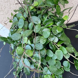 Hoya Mathilde in 8”pot, W/20+ Peduncles - Rare Hoya - Wax Plant ...