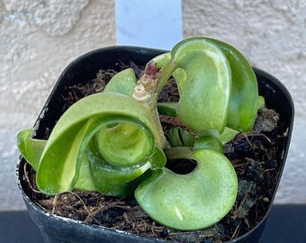 Hoya Compacta Variegated “mauna Loa” in 3”pots - Rare Hoya - Wax Plant ...