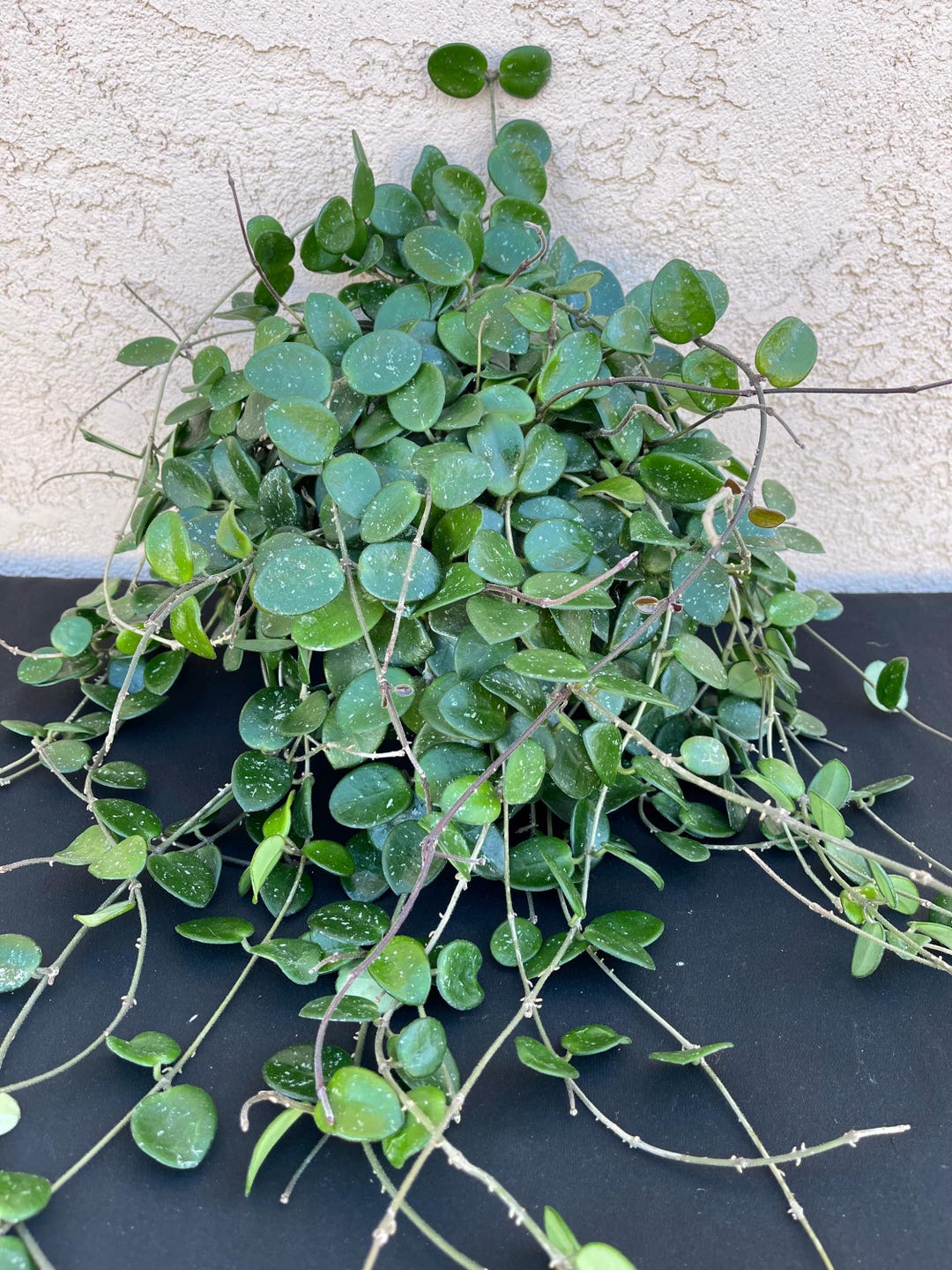 Hoya Mathilde in 6”pot, W/10+ Peduncles - Rare Hoya - Wax Plant ...