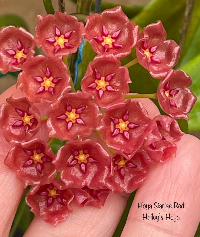 Hoya Siariae Red in 4.5”pot - Rare Hoya - Wax Plant - Attractive ...