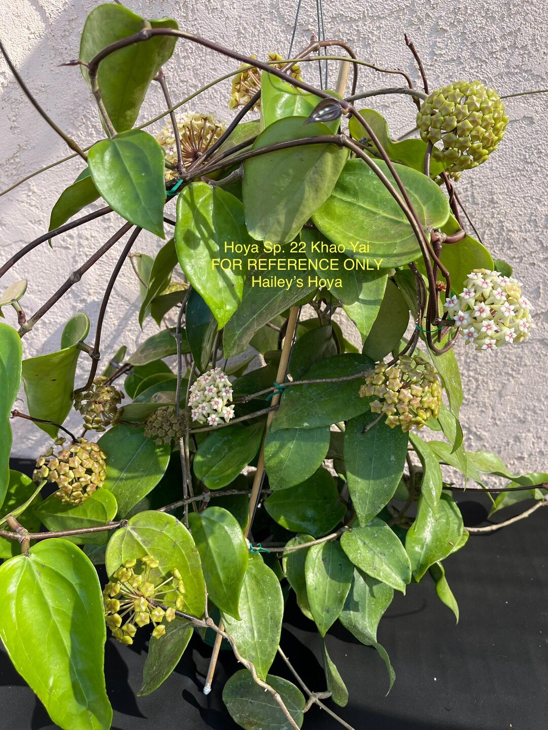 Hoya Sp.22 Khao Yai in 4.5”pot - Rare Hoya - Wax Plant - Beautiful ...