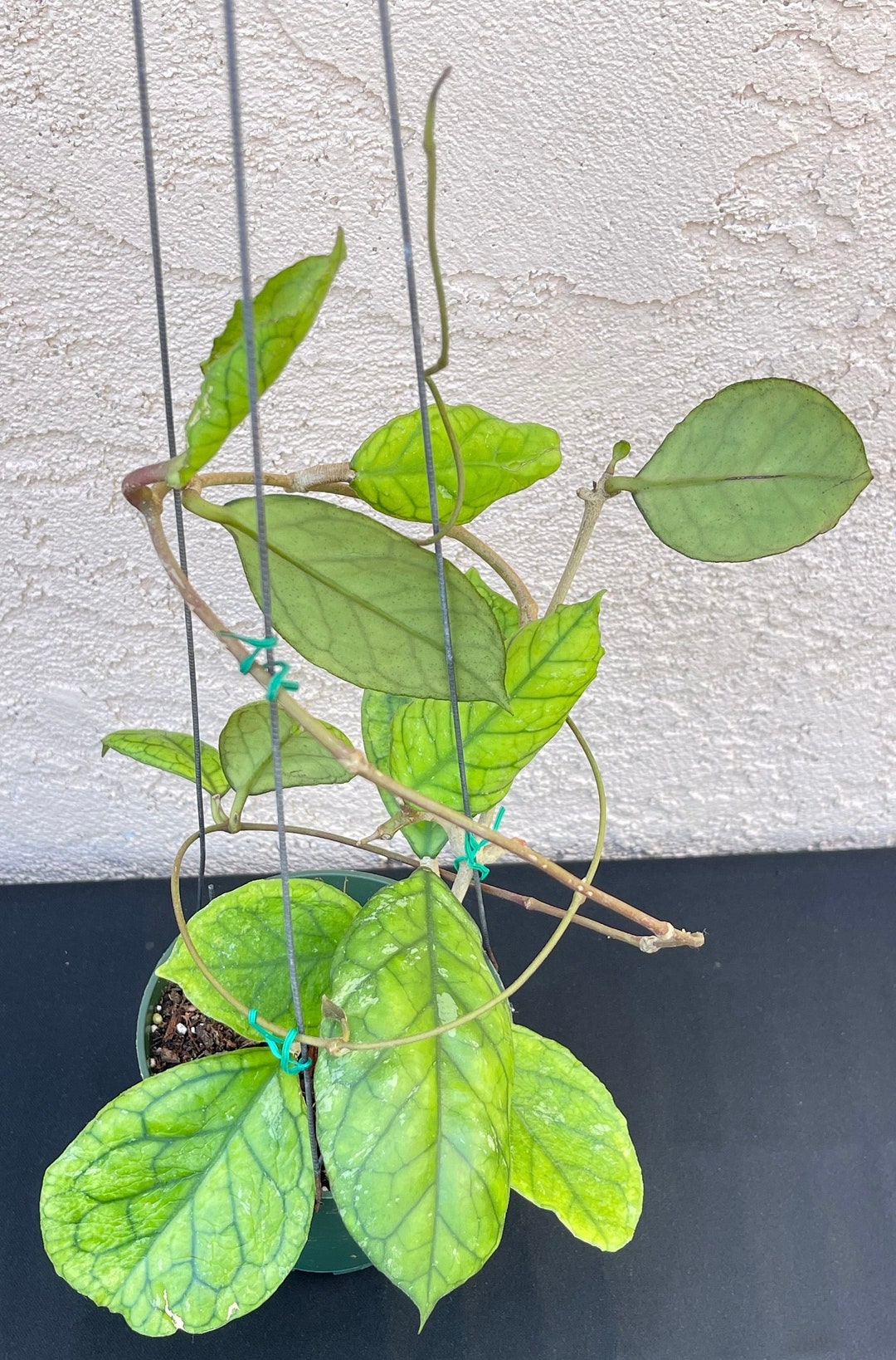 Hoya Irina in 4.5pot Rare Hoya Wax Plant Veined Attractive Foliage ...