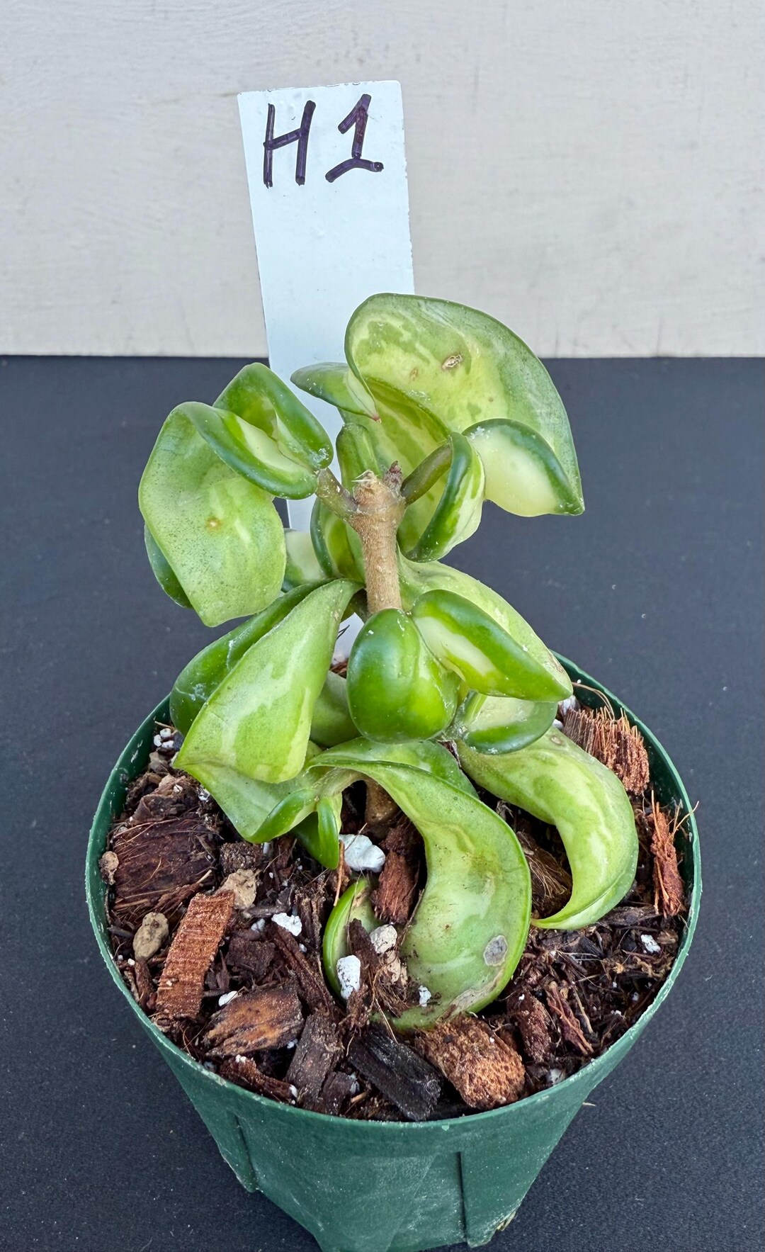 Hoya Compacta Variegated “mauna Loa” in 3”pots - Rare Hoya - Wax Plant ...