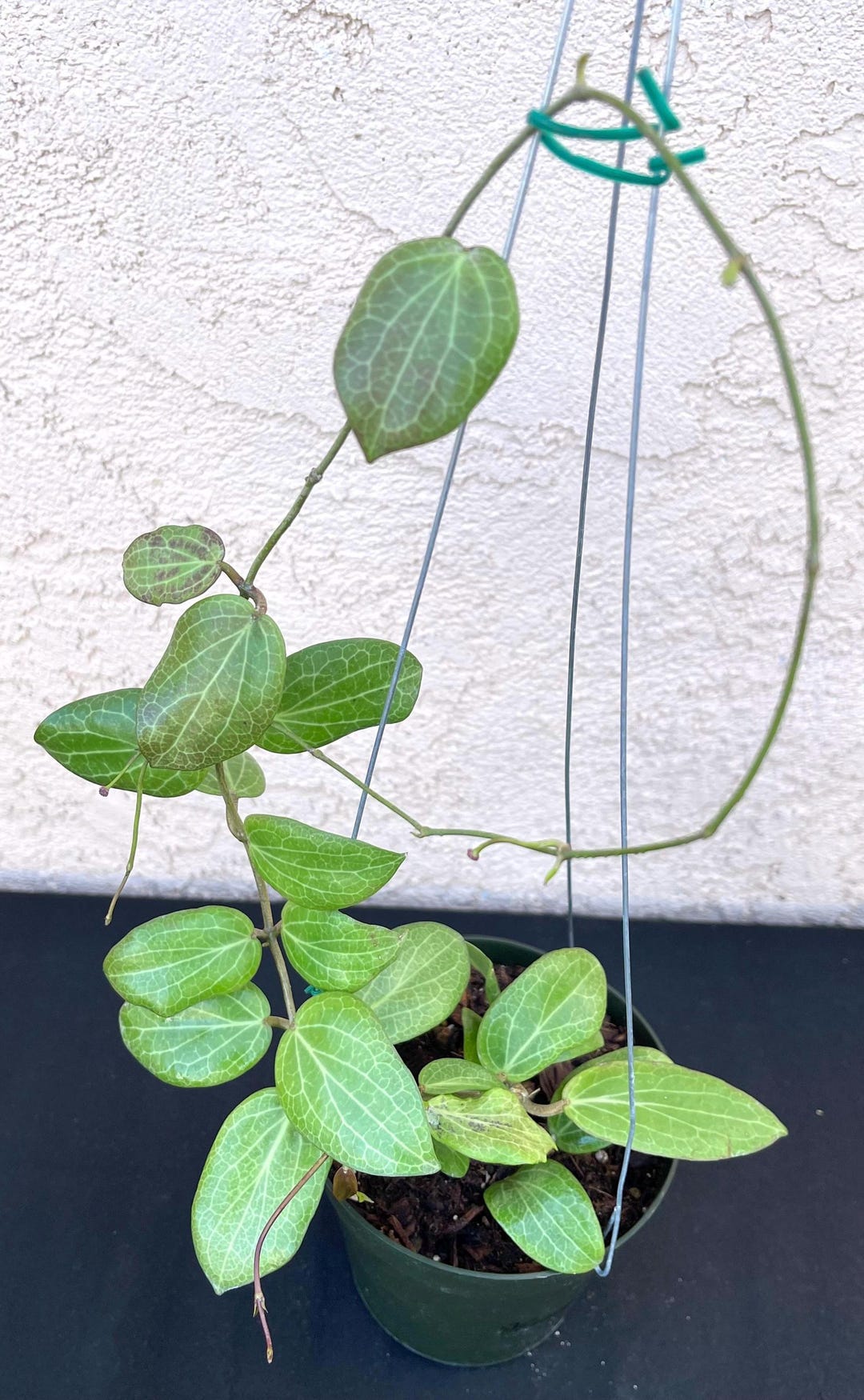 Hoya Fitchii Orange in 4.5pot, W/2 Peduncles Rare Hoya Wax Plant ...