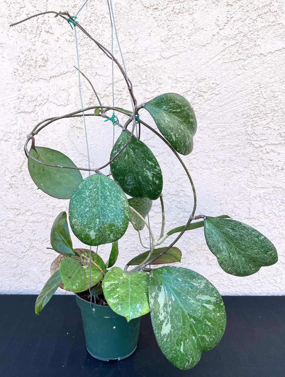 Hoya Michele Splash in 4.5”pot - Rare Hoya - Wax Plant - Beautiful ...