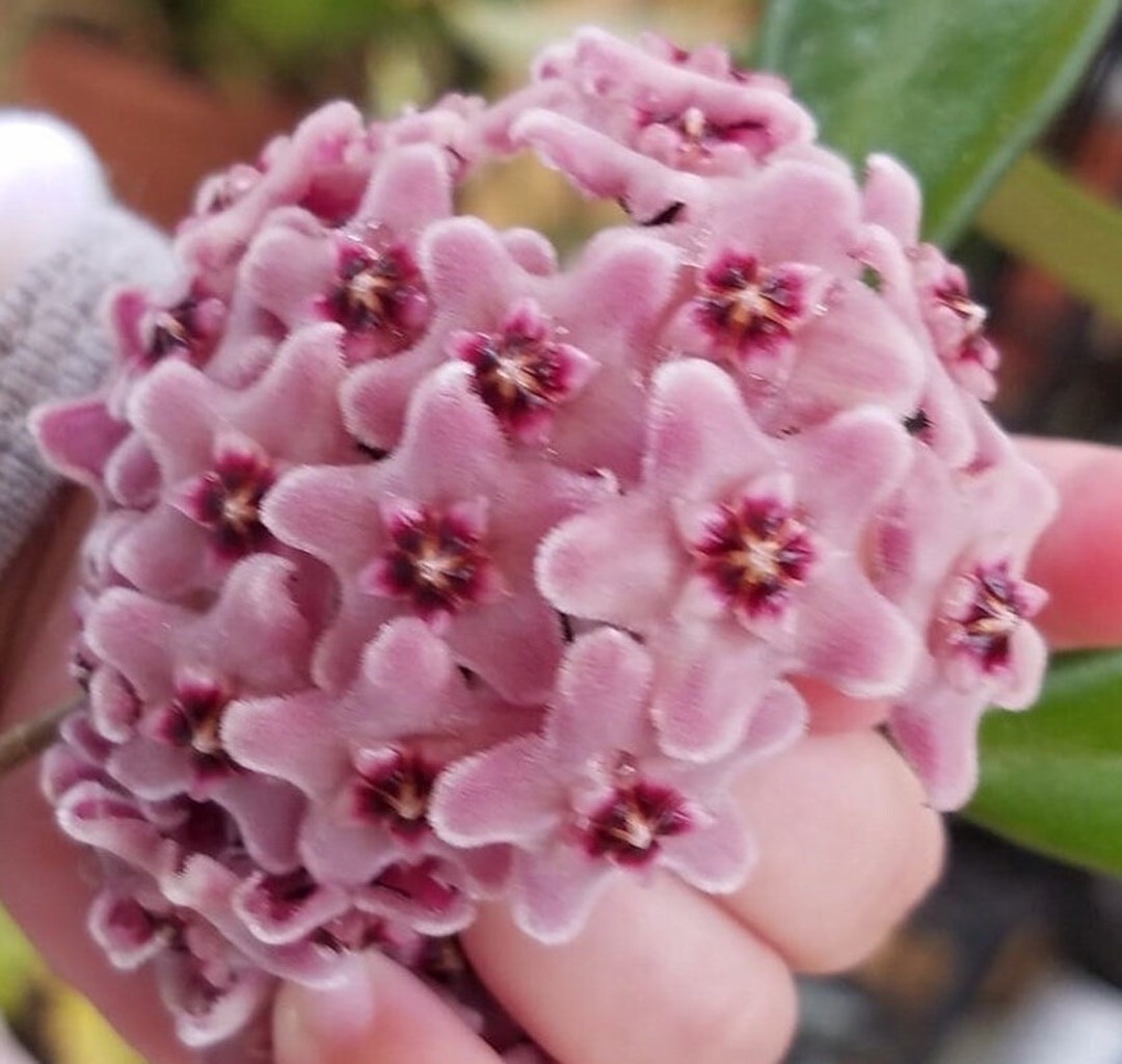 Hoya Compacta Variegated “mauna Loa” in 3”pots - Rare Hoya - Wax Plant ...