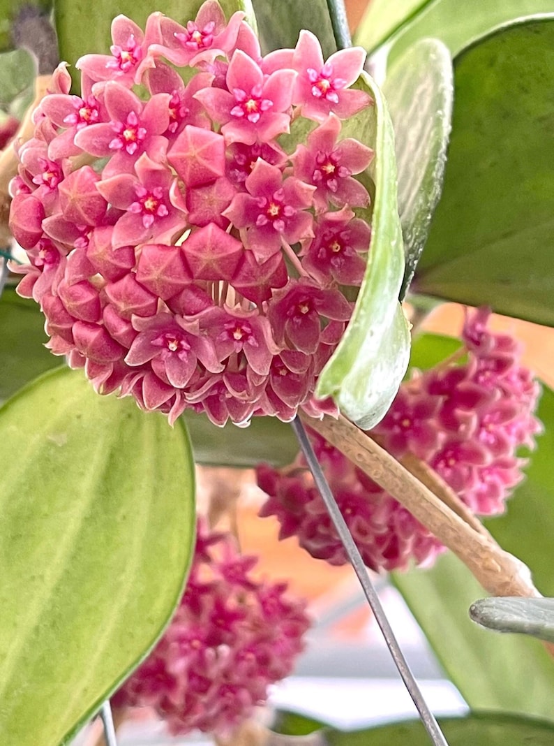 Hoya Hanhiae Purple in 4.5”pots - Rare Hoya - Wax Plant - Beautiful ...