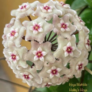 Hoya Mathilde in 8”pot, W/20+ Peduncles - Rare Hoya - Wax Plant ...
