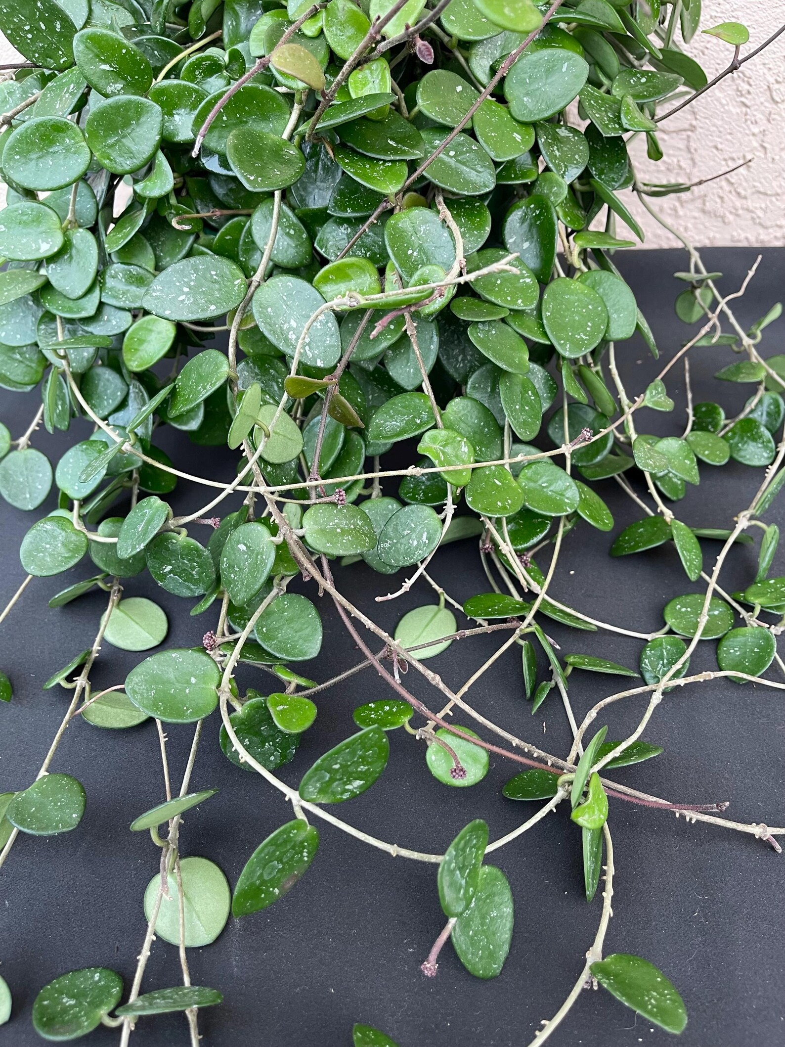 Hoya Mathilde in 8”pot, W/20+ Peduncles - Rare Hoya - Wax Plant ...