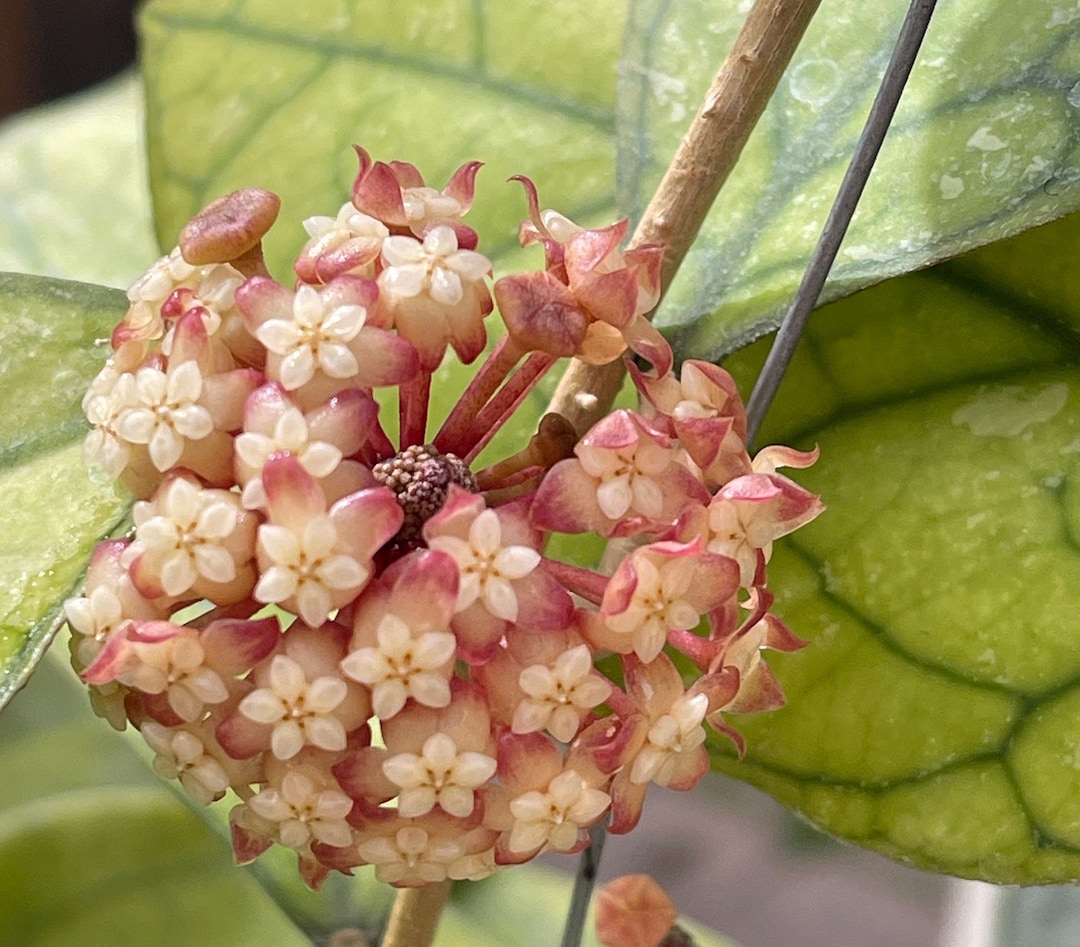 Hoya Irina in 4.5pots Rare Hoya Wax Plant Veined Attractive Foliage ...