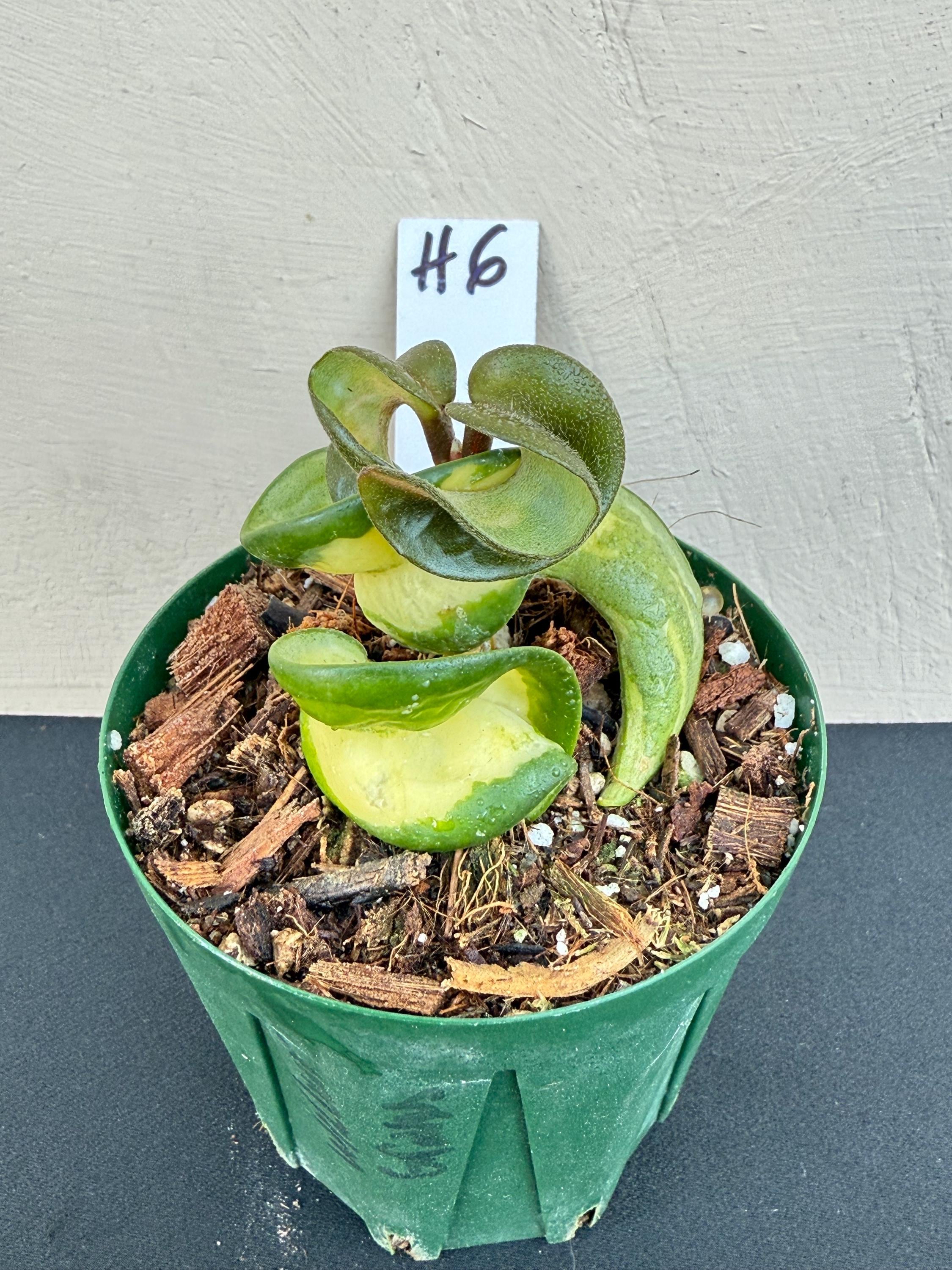 Hoya Compacta Variegated “mauna Loa” in 3”pots - Rare Hoya - Wax Plant ...