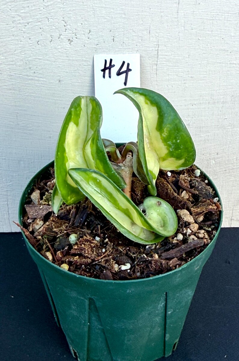 Hoya Compacta Variegated “mauna Loa” in 3”pots - Rare Hoya - Wax Plant ...