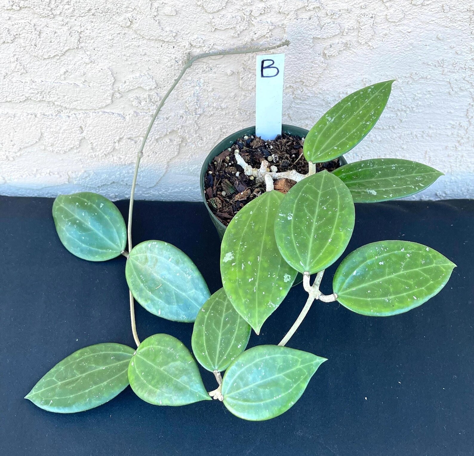 Hoya Hanhiae Purple in 4.5”pots - Rare Hoya - Wax Plant - Beautiful ...