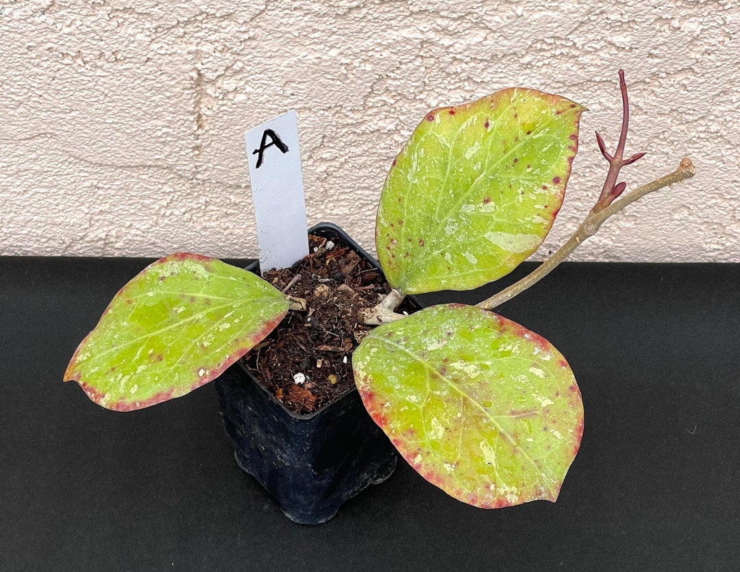 Hoya Michelle Splash in 3pots Rare Hoya Wax Plant Exact Plant ...