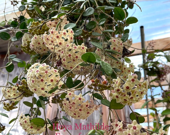 Hoya Mathilde in 6”pot, W/7+ Peduncles - Rare Hoya - Wax Plant ...