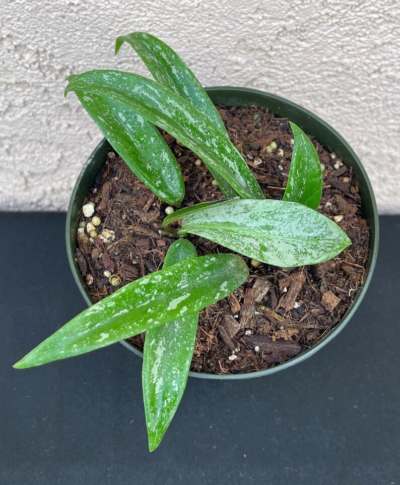 Hoya Minibelle Splash in 4.5pot Rare Hoya Wax Plant Attractive Foliage ...