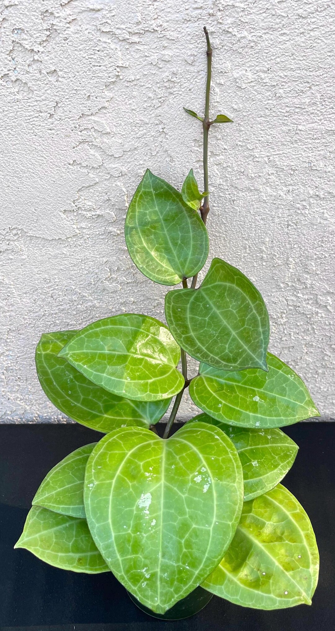 Hoya Sarawak Pink in 4.5pot Rare Hoya Wax Plant Veined Attractive ...
