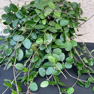 Hoya Mathilde in 8”pot, W/20+ Peduncles - Rare Hoya - Wax Plant ...