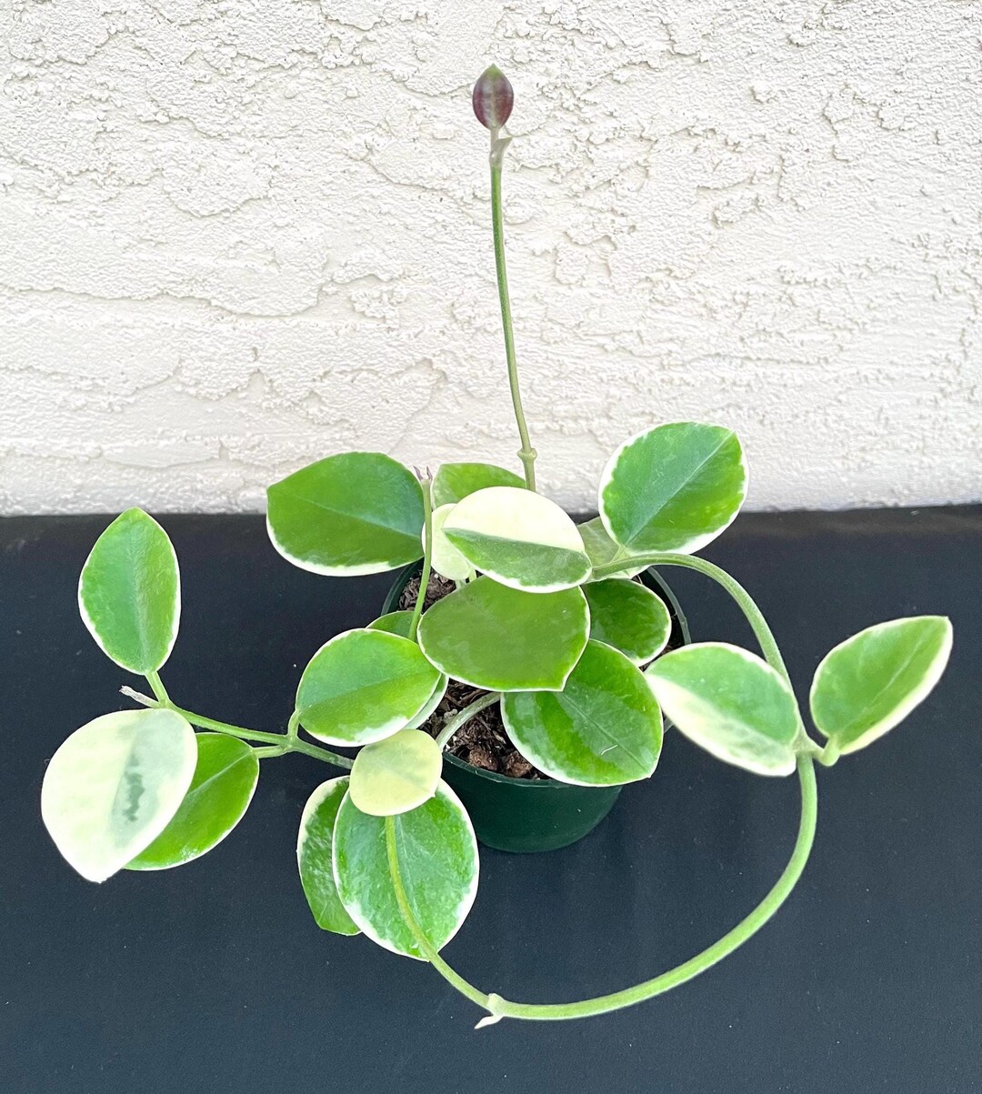 Hoya Australis Fuzzy Leaves Albomarginata in 4.5”pot - Rare Hoya - Wax ...