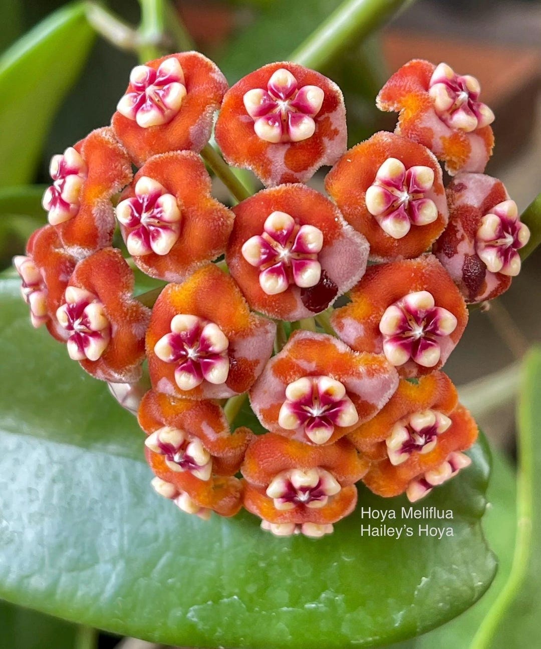 Hoya Meliflua in 4”pots - Rare Hoya - Wax Plant - Beautiful Scented ...
