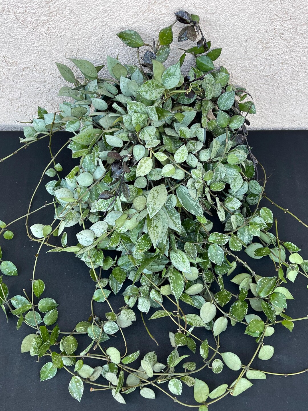 Hoya Krohniana Super Splash in 6”pot, W/many Peduncles - Rare Hoya ...