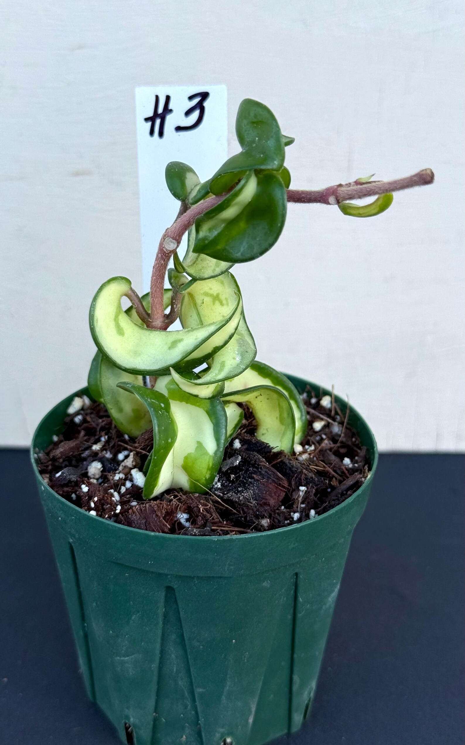 Hoya Compacta Variegated “mauna Loa” in 3”pots - Rare Hoya - Wax Plant ...