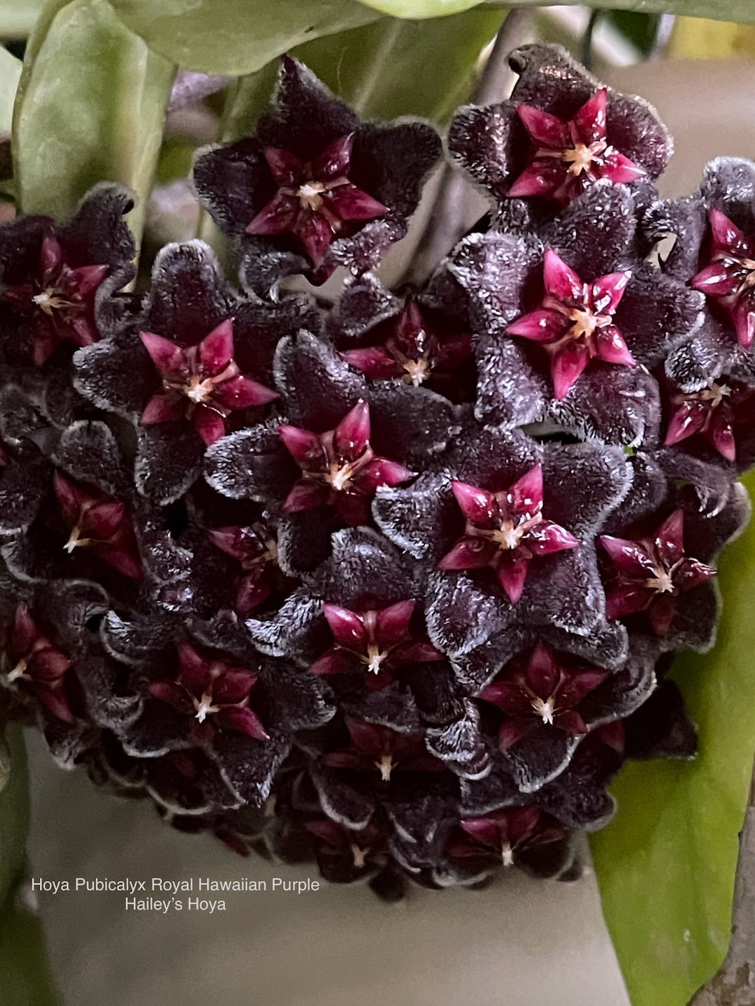 Hoya Pubicalyx Royal Hawaiian Purple in 6pots Rare Hoya Wax Plant ...