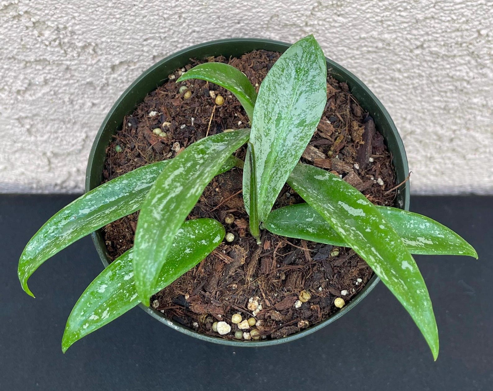 Hoya Minibelle Splash in 4.5"pot - Rare Hoya - Wax Plant - Attractive ...