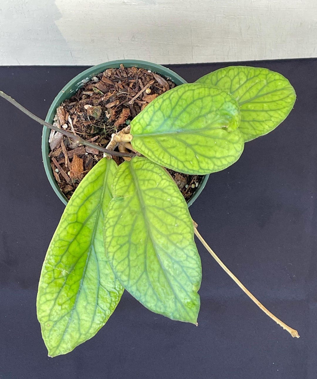 Hoya Sp. Kast in 4.5”pot - Rare Hoya - Wax Plant - Veined Attractive ...