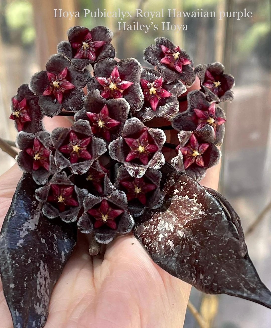 Hoya Pubicalyx Royal Hawaiian Purple in 6pot Rare Hoya Wax Plant ...