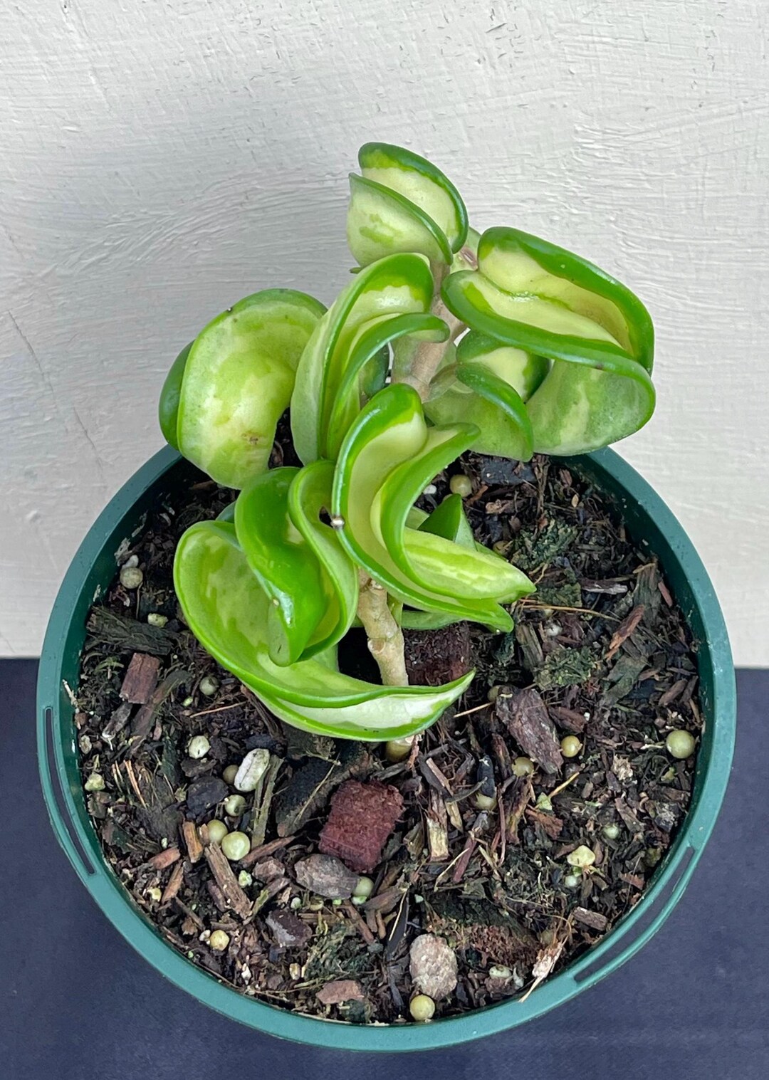 Hoya Compacta Variegated “mauna Loa” in 4”pot - Rare Hoya - Wax Plant ...