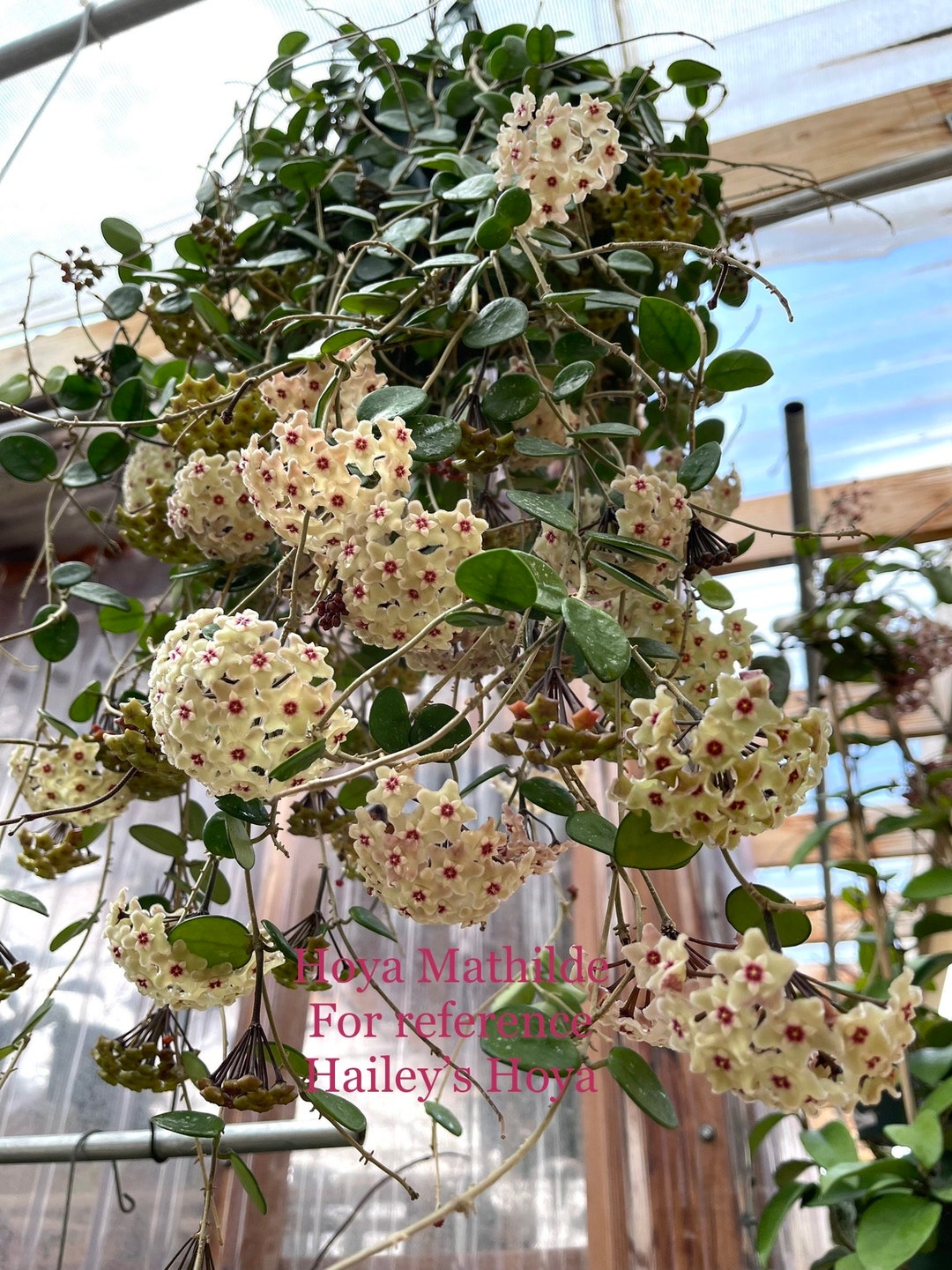 Hoya Mathilde in 6”pots - Rare Hoya - Wax Plant - Attractive Foliage ...