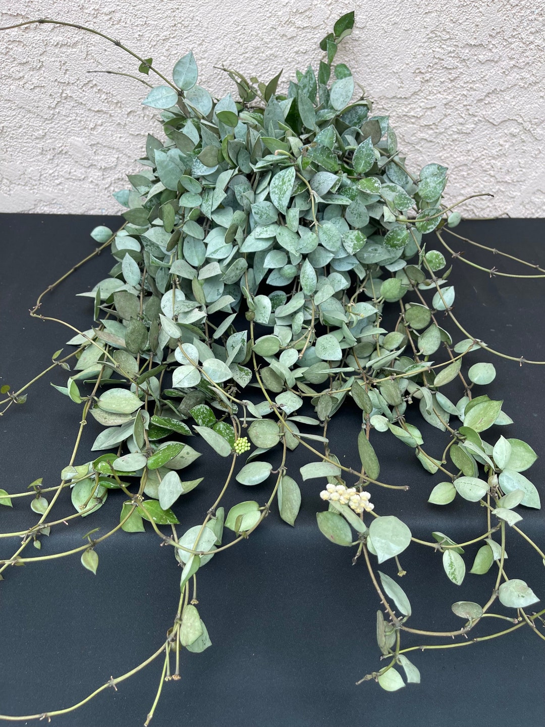 Hoya Krohniana Super Silver in Bloom in 6pot Rare Hoya Wax Plant ...