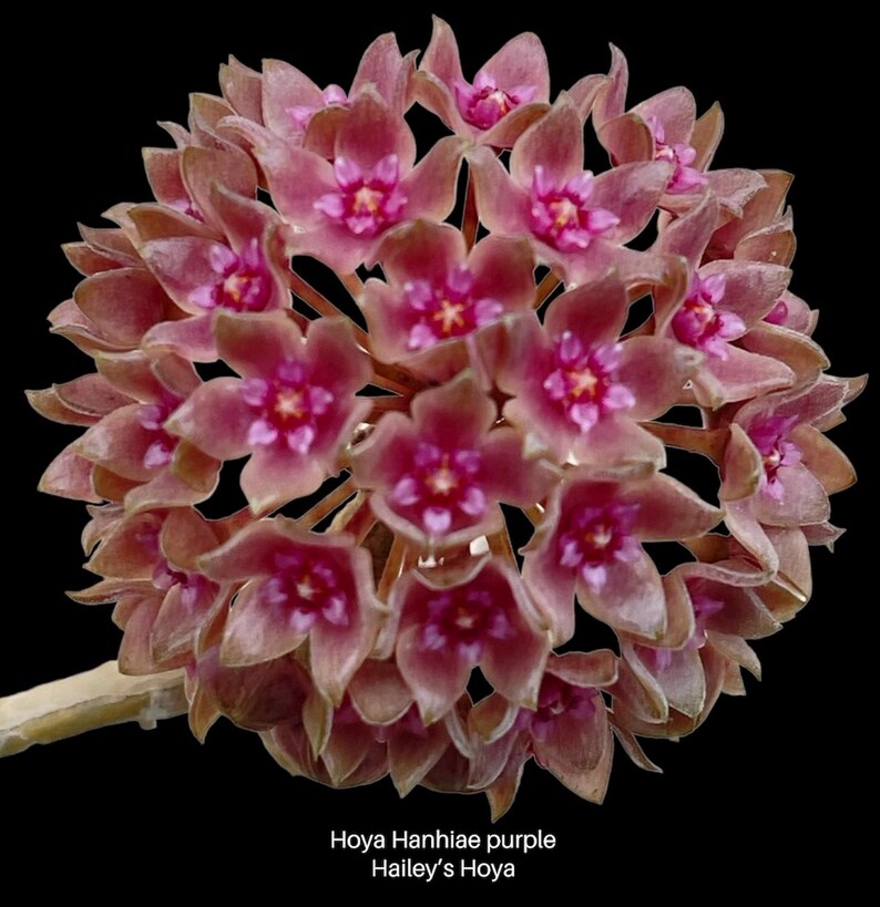 Hoya Hanhiae Purple in 4.5”pots - Rare Hoya - Wax Plant - Beautiful ...