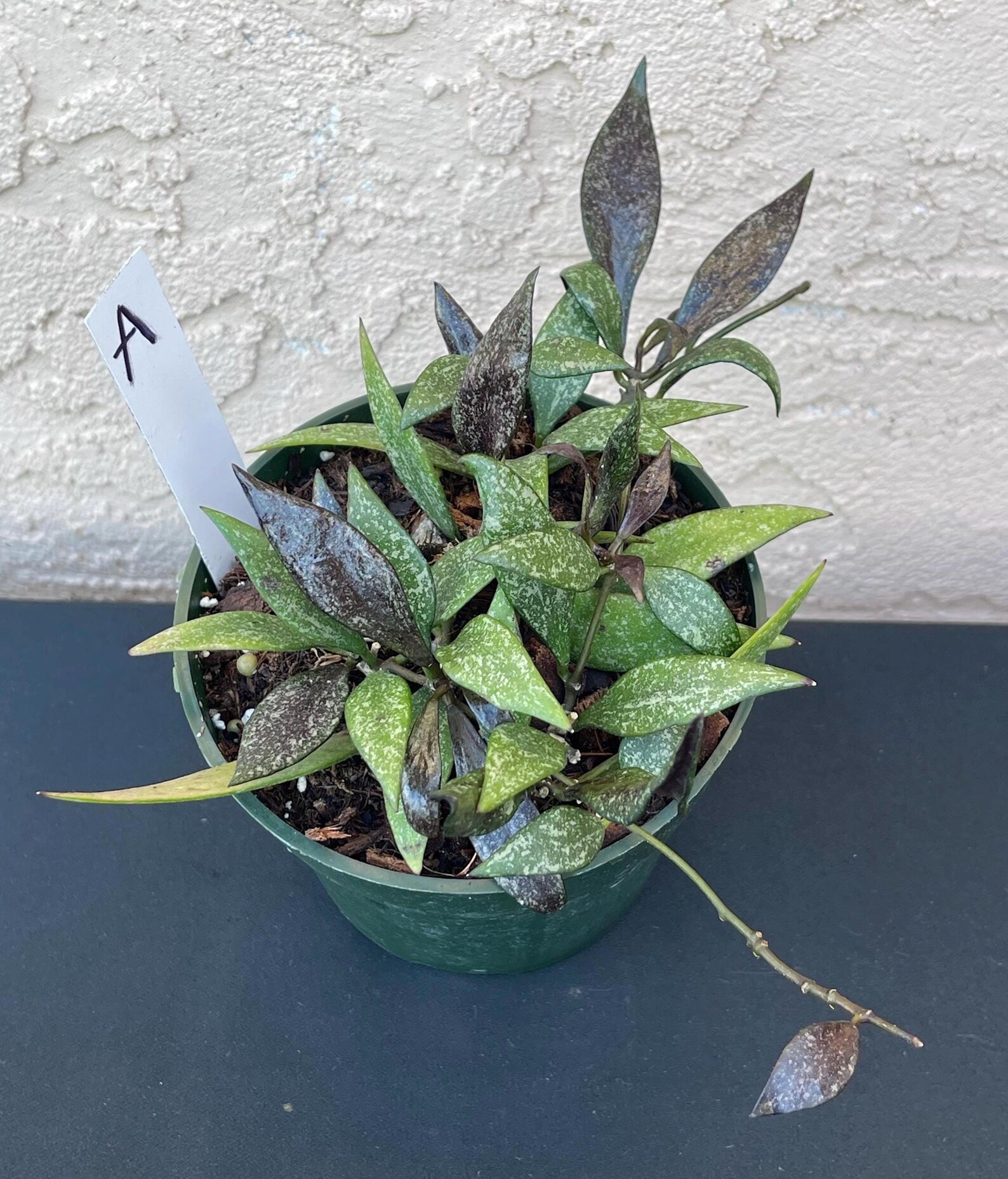 Hoya Parviflora Splash in 4.5”pots - Rare Hoya - Wax Plant - Attractive ...